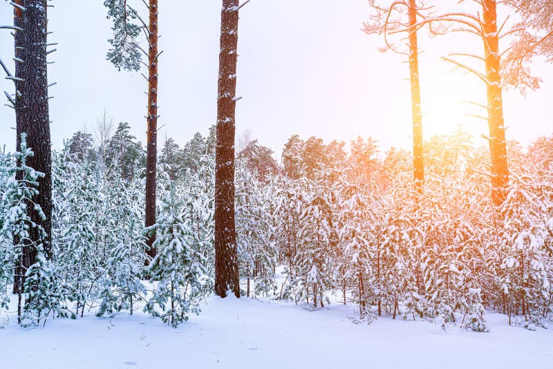 Sunbeams Streaking through Pine Trunks in a Winter Pine Forest after a ...