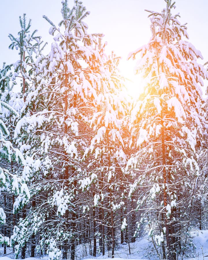 Sunbeams Streaking through Pine Trunks in a Winter Pine Forest after a ...