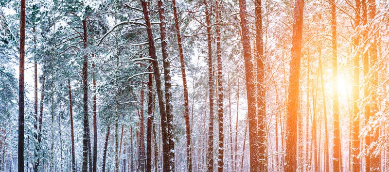 Sunbeams Streaking through Pine Trunks in a Winter Pine Forest after a ...