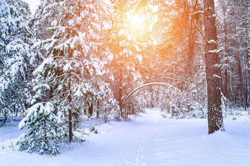 Sunbeams Streaking through Pine Trunks in a Winter Pine Forest after a ...