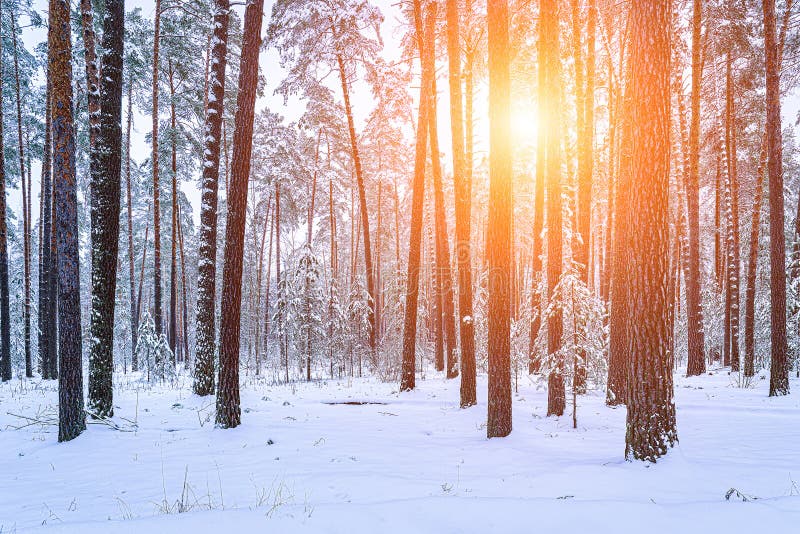 Sunbeams Streaking through Pine Trunks in a Winter Pine Forest after a ...