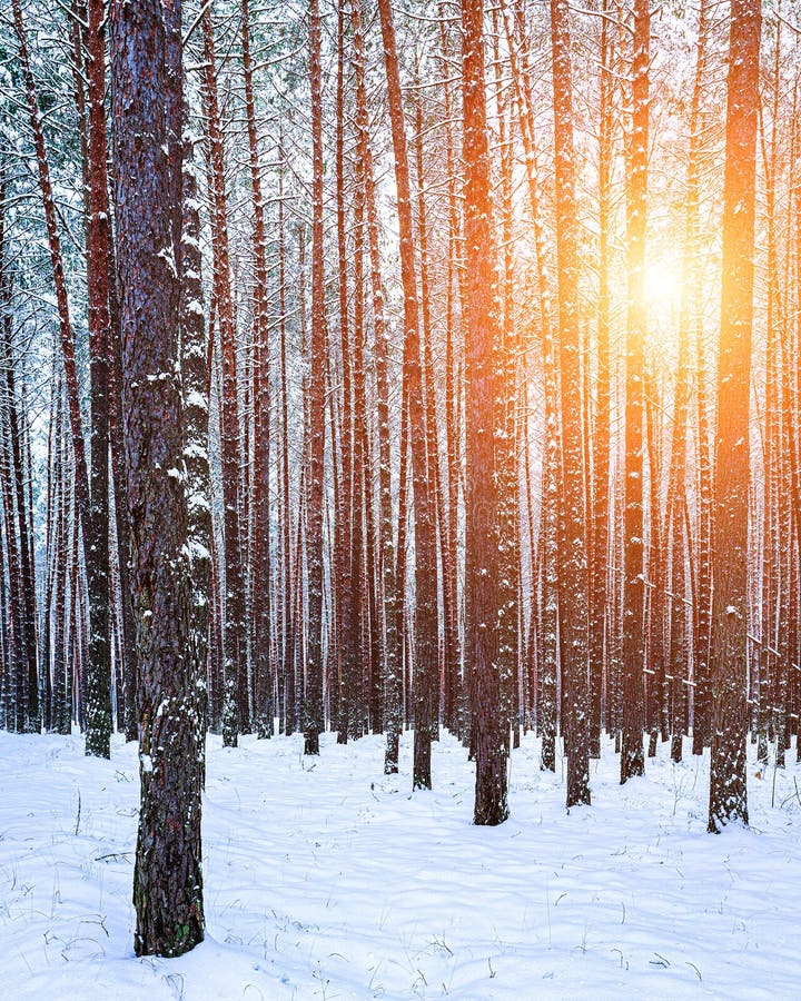 Sunbeams Streaking through Pine Trunks in a Winter Pine Forest after a ...
