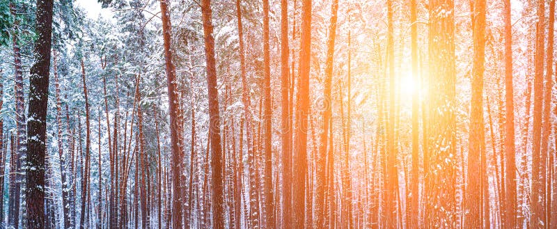 Sunbeams Streaking through Pine Trunks in a Winter Pine Forest after a ...
