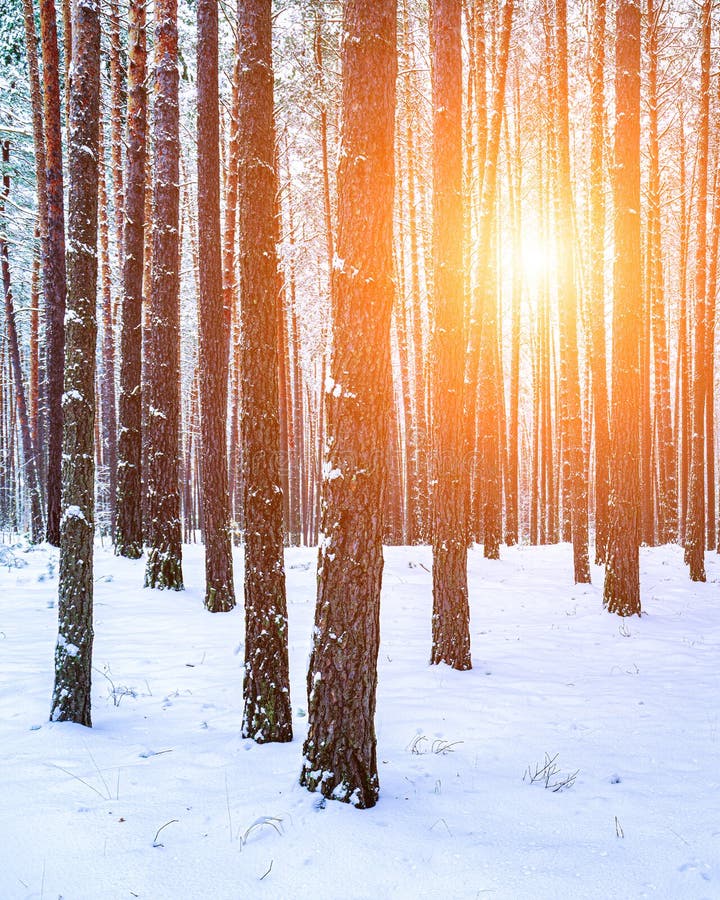 Sunbeams Streaking through Pine Trunks in a Winter Pine Forest after a ...