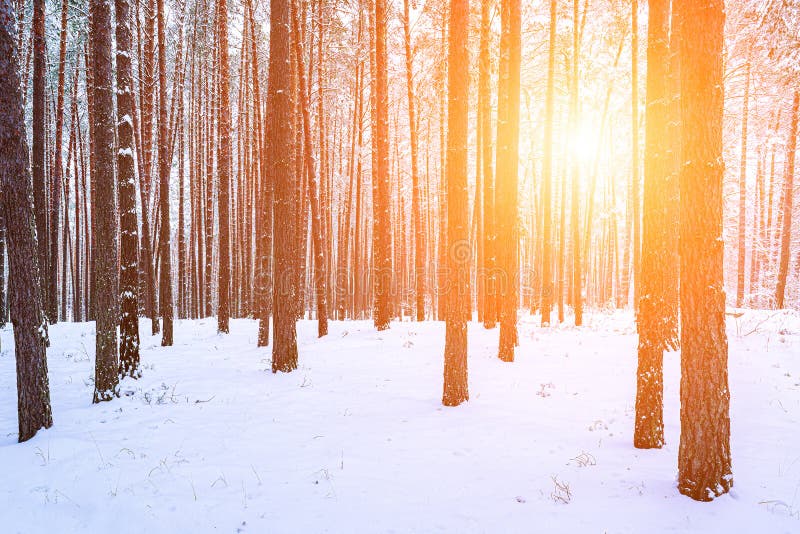 Sunbeams Streaking through Pine Trunks in a Winter Pine Forest after a ...