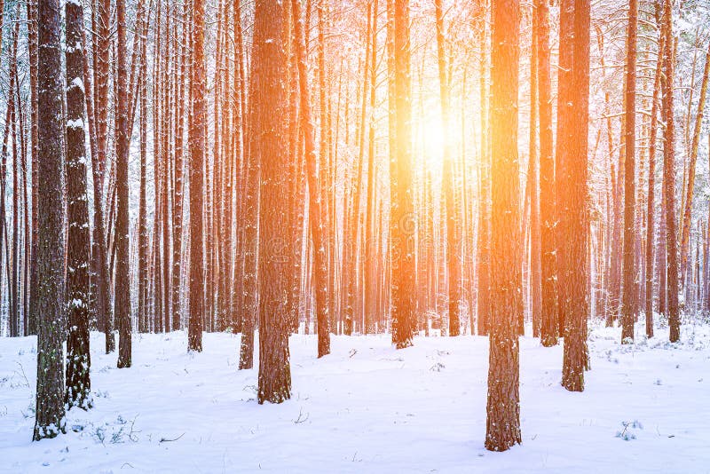 Sunbeams Streaking through Pine Trunks in a Winter Pine Forest after a ...