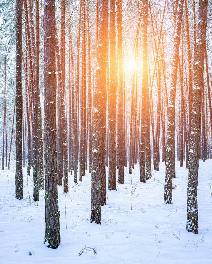 Sunbeams Streaking through Pine Trunks in a Winter Pine Forest after a ...