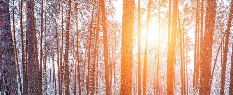 Sunbeams Streaking through Pine Trunks in a Winter Pine Forest after a ...