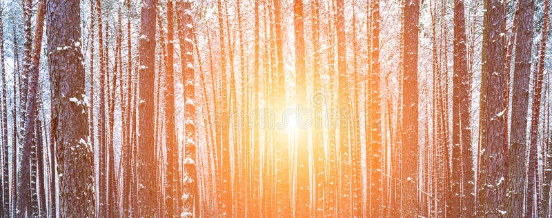 Sunbeams Streaking through Pine Trunks in a Winter Pine Forest after a ...