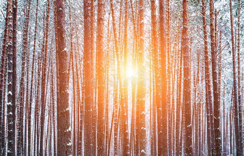 Sunbeams Streaking through Pine Trunks in a Winter Pine Forest after a ...