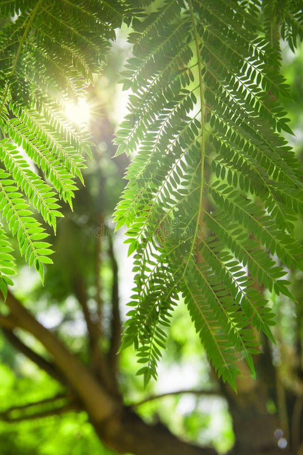 Sunbeams Streaming through Dangling Jacaranda Tree Branches with Green ...