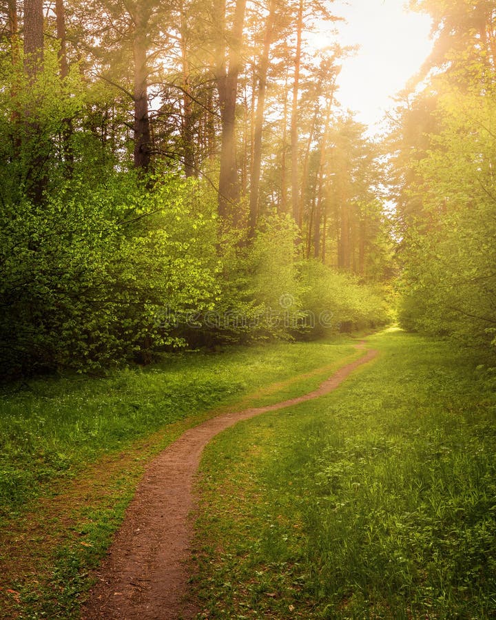Sunbeams Streaming through the Pine Trees and Illuminating the Young ...
