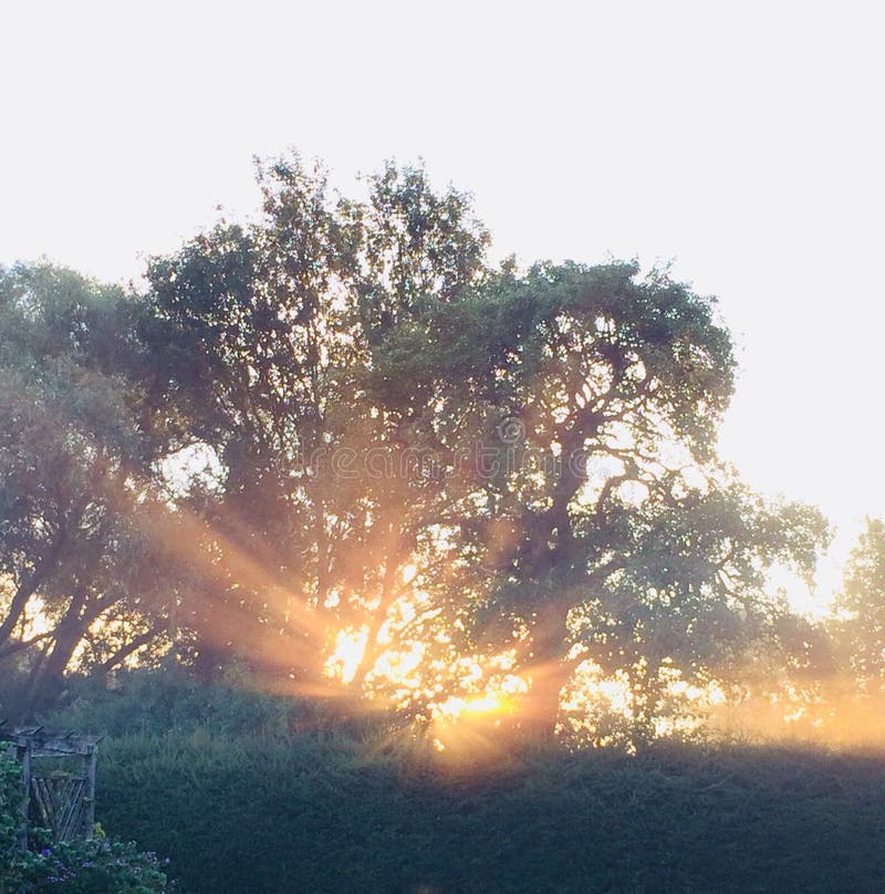 Sunbeams stock image. Image of green, trough, sunbeams - 125327479