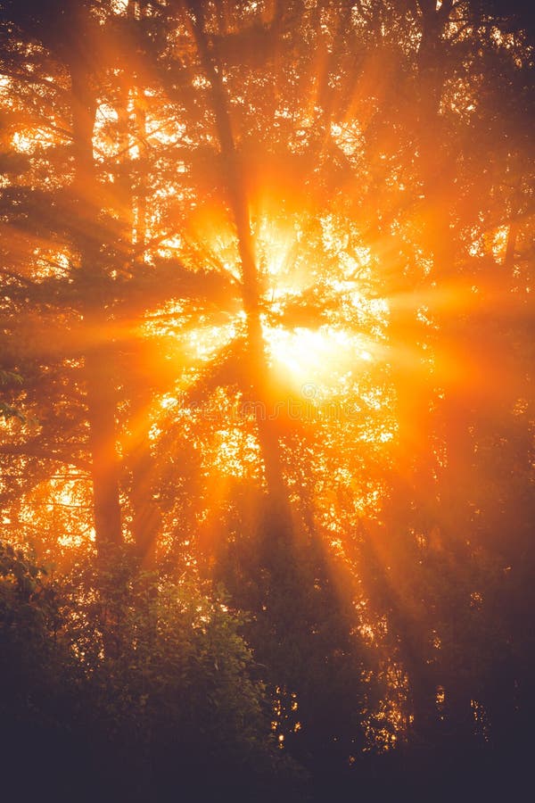 Sunbeams through Tree in Morning Fog Details Stock Image - Image of ...
