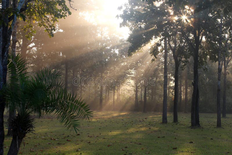Sunbeams through Tree in the Morning Stock Photo - Image of nature ...