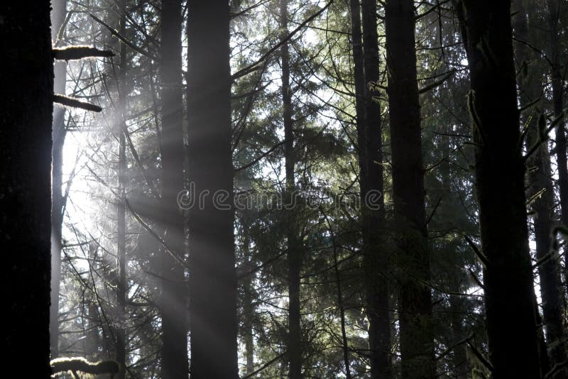 Sunbeams through the trees stock image. Image of fuca - 4449975