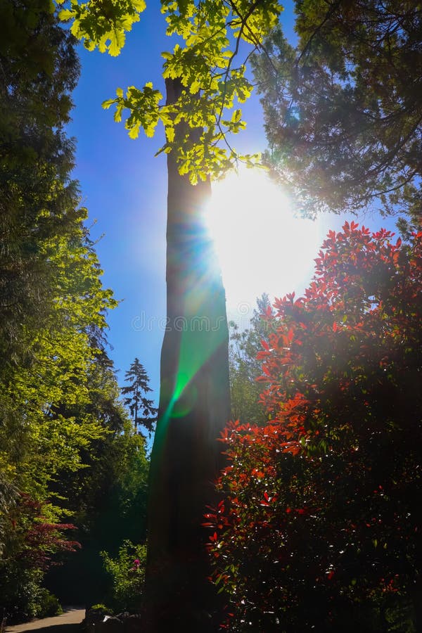 Sunbeams through the Trees in the Forest Stock Image - Image of shines ...