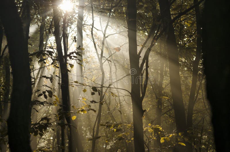 Sunbeams through trees stock image. Image of adorable - 91844581