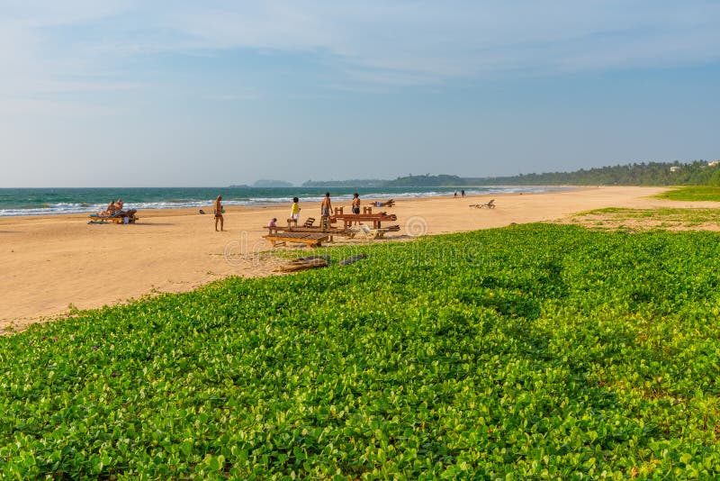 Sunbeds at Bentota Beach, Sri Lanka Stock Photo - Image of seashore ...