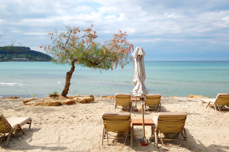 Sunbeds and Blooming Tree on a Beach at the Modern Luxury Hotel Stock ...