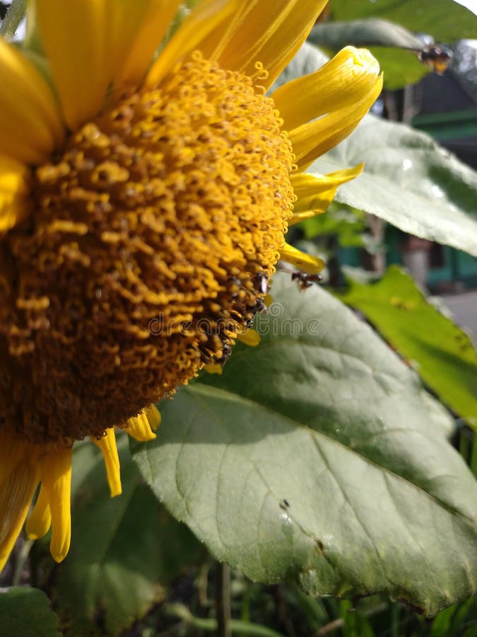 Sunbee stock image. Image of yellow, pollen, nature - 228919305