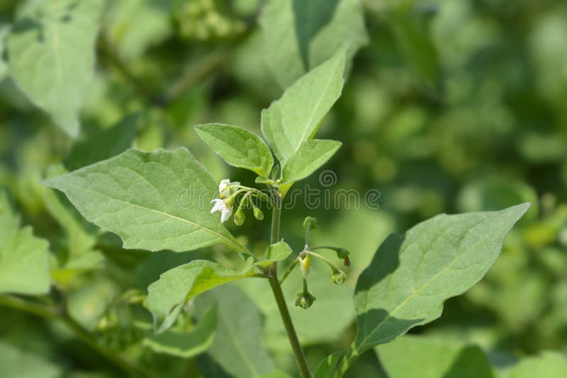 Sunberry stock image. Image of outdoors, garden, plant - 236660583