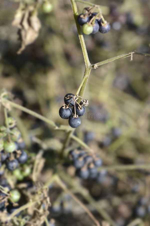 Sunberry stock image. Image of outdoors, berry, blacknightshade - 237505211
