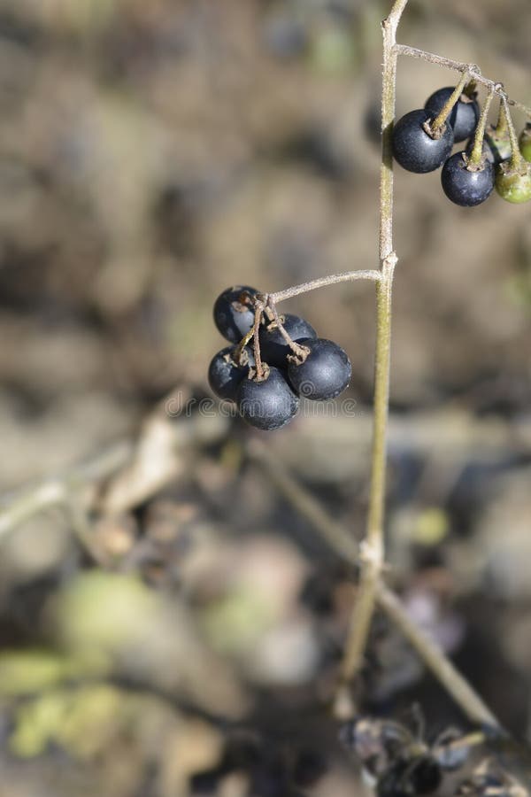 Solanum Retroflexum Stock Photos - Free & Royalty-Free Stock Photos ...