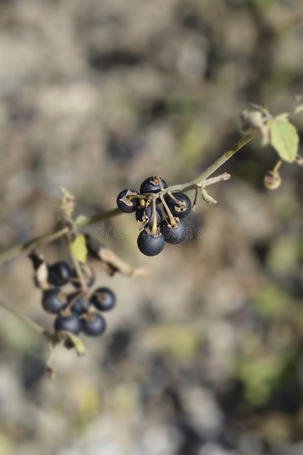 Sunberry stock photo. Image of garden, outdoors, sunberry - 236893736