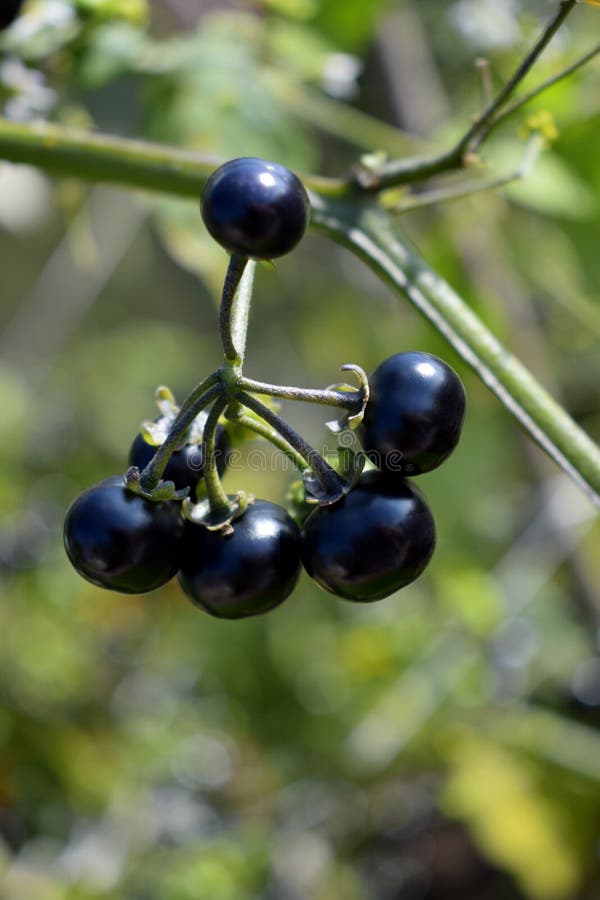 Sunberry ripening on shrub stock image. Image of juicy - 156008511