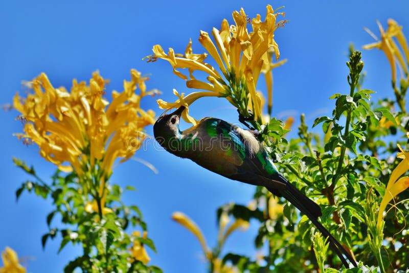 Sunbird stock photo. Image of close, green, garden, busch - 38238038