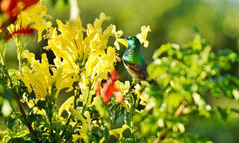 Sunbird stock image. Image of animal, yellow, autum, bush - 30796419