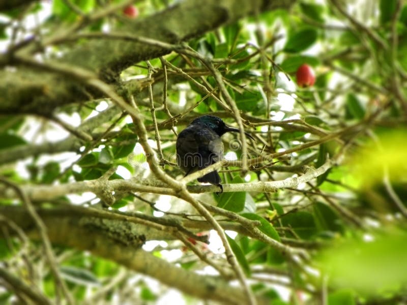 Sunbird stock image. Image of sunbirds, trees, garden - 90562739