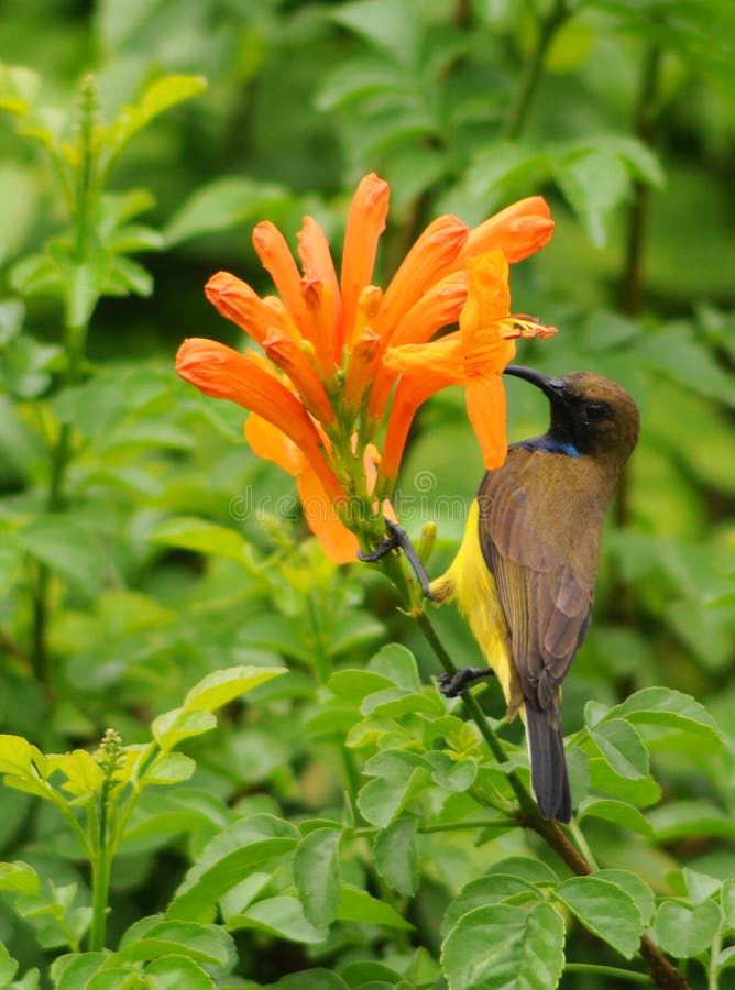 Sunbird Cute Bird with Flower in the Garden Stock Photo - Image of ...