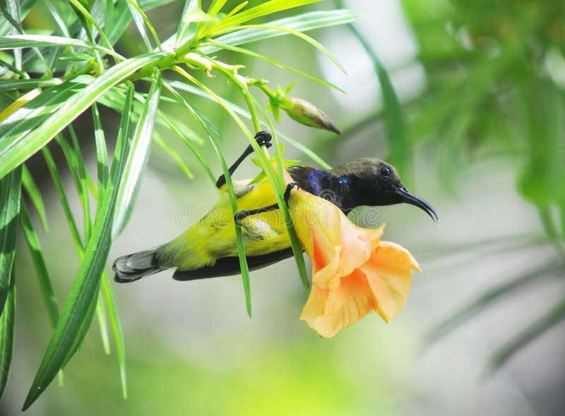 Sunbird Cute Bird in the Garden Stock Photo - Image of bird, nature ...