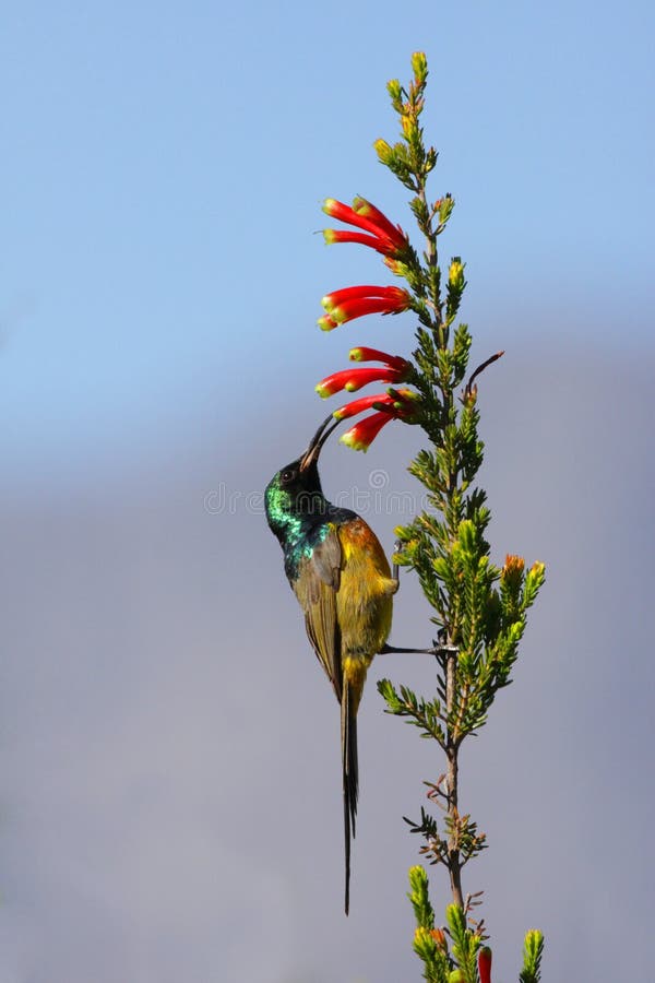 Sunbird on an Erica stock image. Image of bird, nectar - 11287999