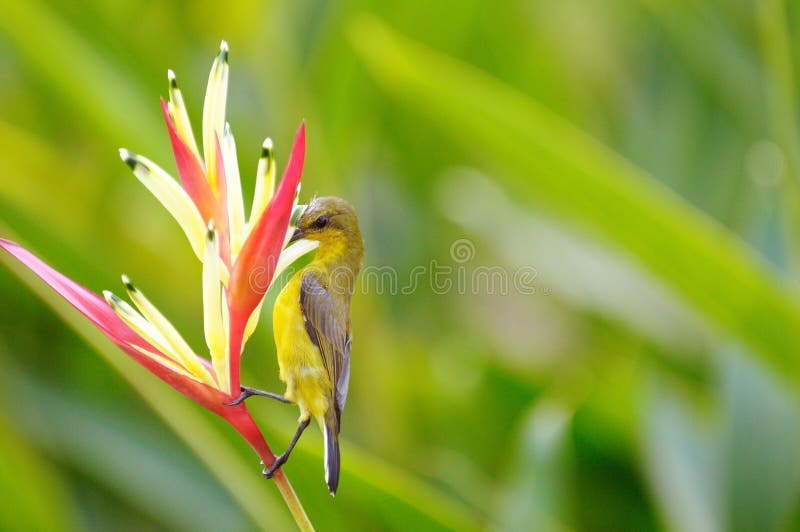 Sunbird On Flower Picture. Image: 6597605