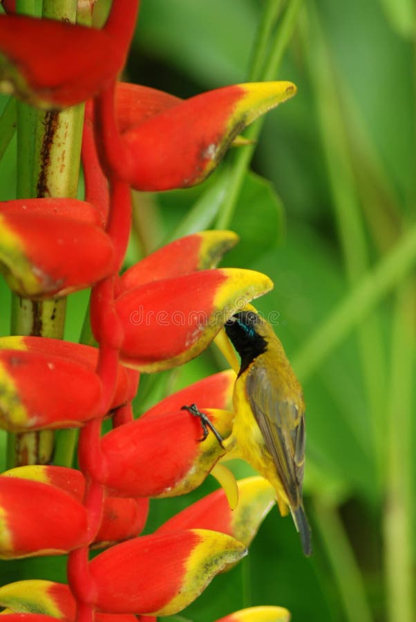 Sunbird on Heliconia Flowers Stock Image - Image of fauna, beauty: 30960205