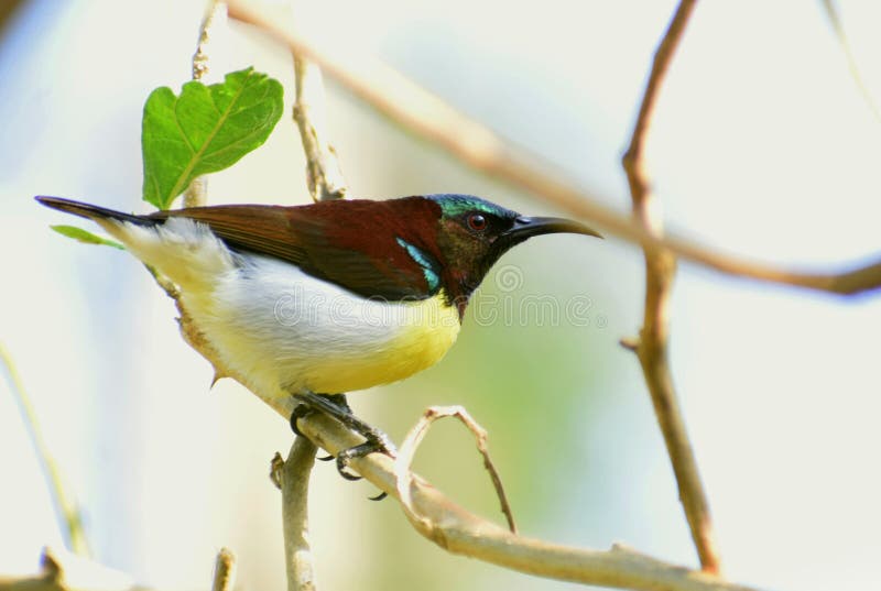 Sunbird and it& X27;s Colours Stock Image - Image of bird, nature ...