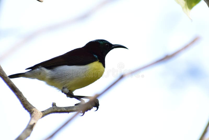 Sunbird and it& X27;s Colours Stock Photo - Image of nature, yard ...