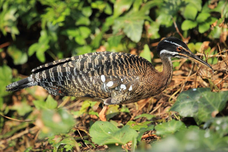Sunbittern stock photo. Image of grassland, american - 37639996