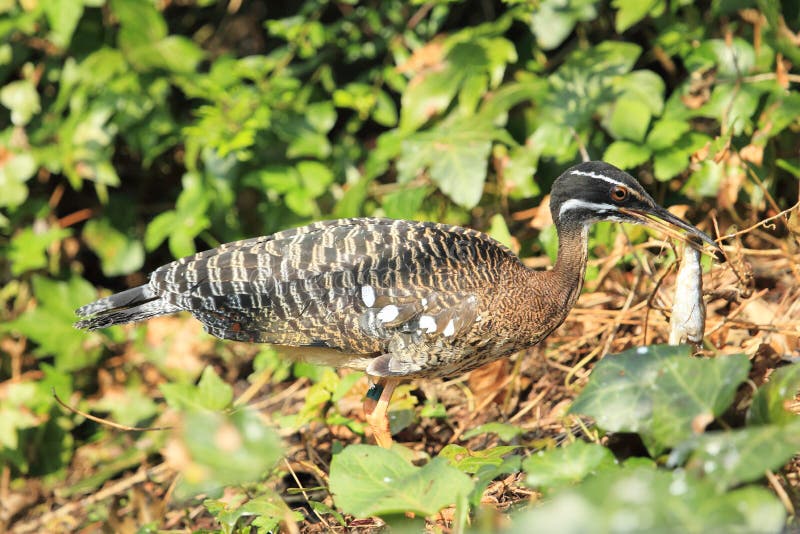 Sunbittern stock photo. Image of sitting, bird, eurypyga - 31332920