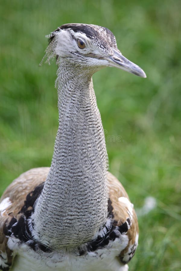 Head of a Sunbittern Bird with a Long Pointed Beak Stock Image - Image ...