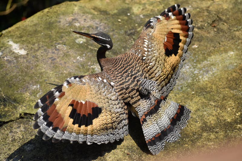 Sunbittern Bird Out Stretched Wings Stock Image - Image of feathers, display: 131157737