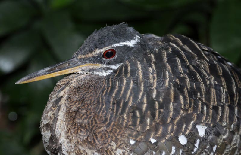 Sunbittern Face stock image. Image of feather, sunbitterns - 26862585
