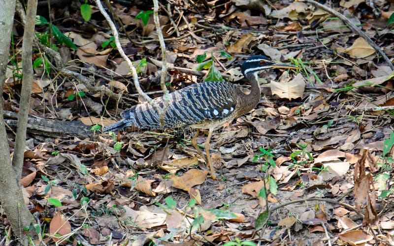 Sunbittern Searching for Food Stock Photo - Image of food, avian: 69847072