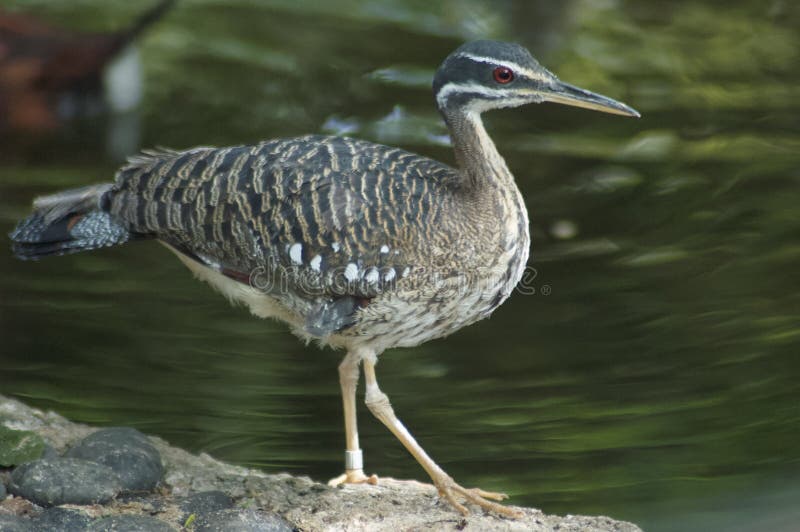 Sunbittern Bird Out Stretched Wings Stock Image - Image of feathers ...