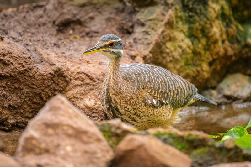 A Sunbittern Walking on the Ground in a Zoo Stock Photo - Image of ...