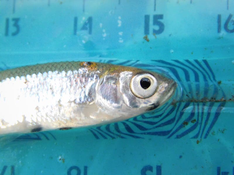 Sunbleak (Leucaspius Delineates) are Streamlined in Shape, Bright ...