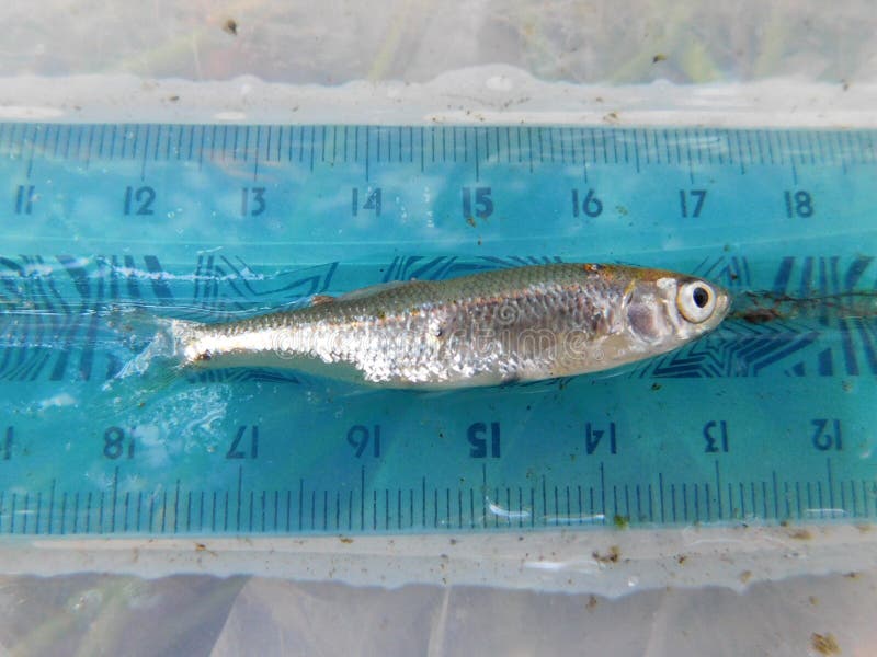 108 Silver Belly Fish Stock Photos - Free & Royalty-Free Stock Photos ...